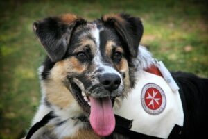 ADA Service Dog Registration - What To Know